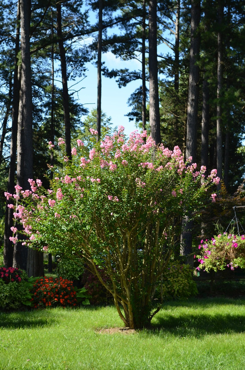 10 Pink Velour Crape Myrtle Shrub Unrooted Cuttings- Large Blooms!! - Etsy
