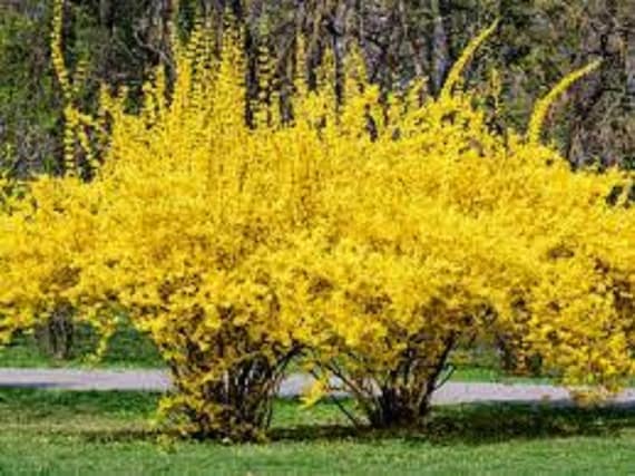 10 Yellow Forsythia Shrub Unrooted Cuttings-masses of - Etsy