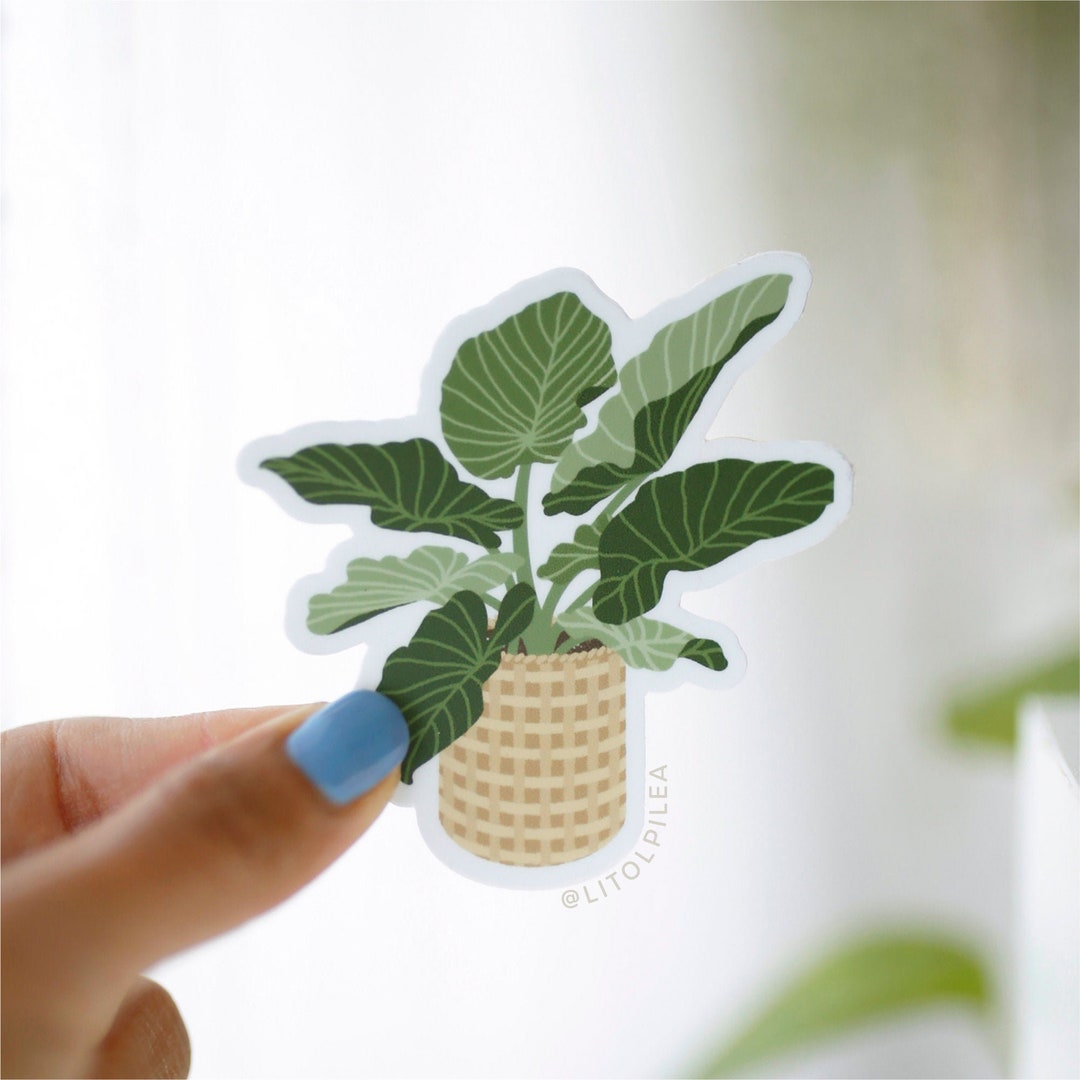 Regal Shield Waterproof Sticker | Alocasia Sticker | Plant Sticker ...