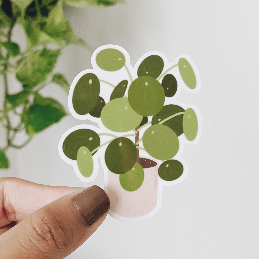 Pilea Peperomiodes Waterproof Sticker Pilea Sticker - Etsy