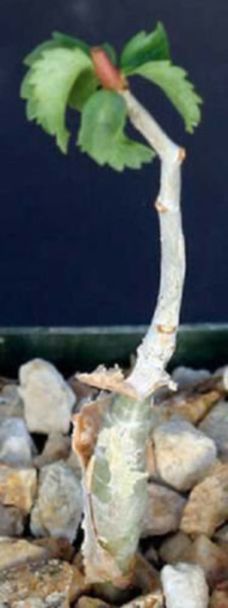 Commiphora wightii guggul myrrh tree exotic caudex mukul | Etsy