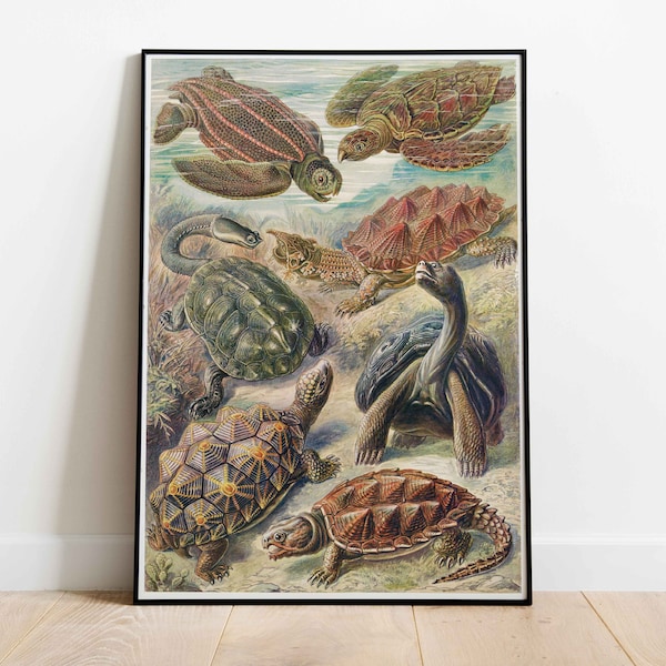 Turtle Anatomy Poster - Etsy