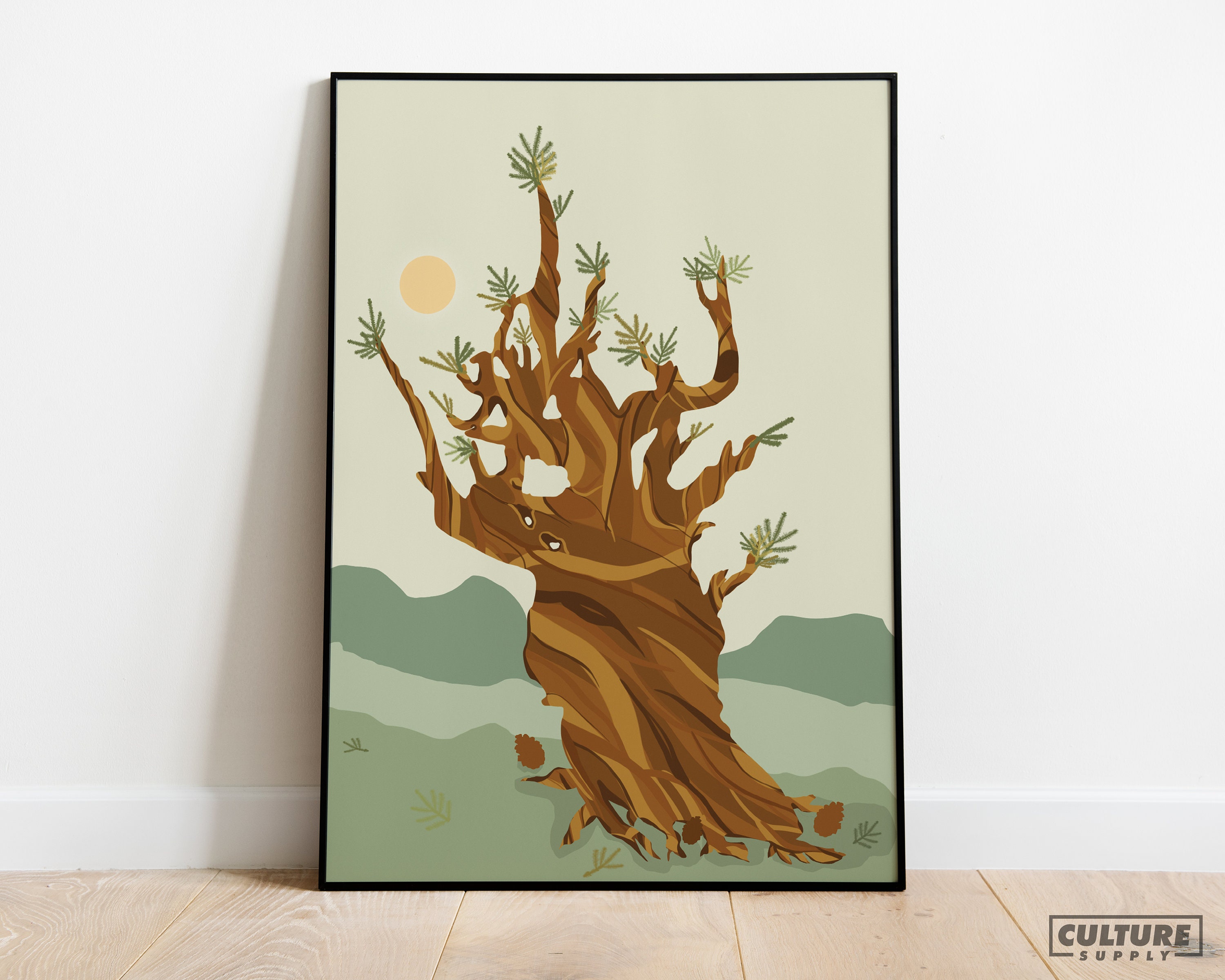 Bristlecone Pine Drawing