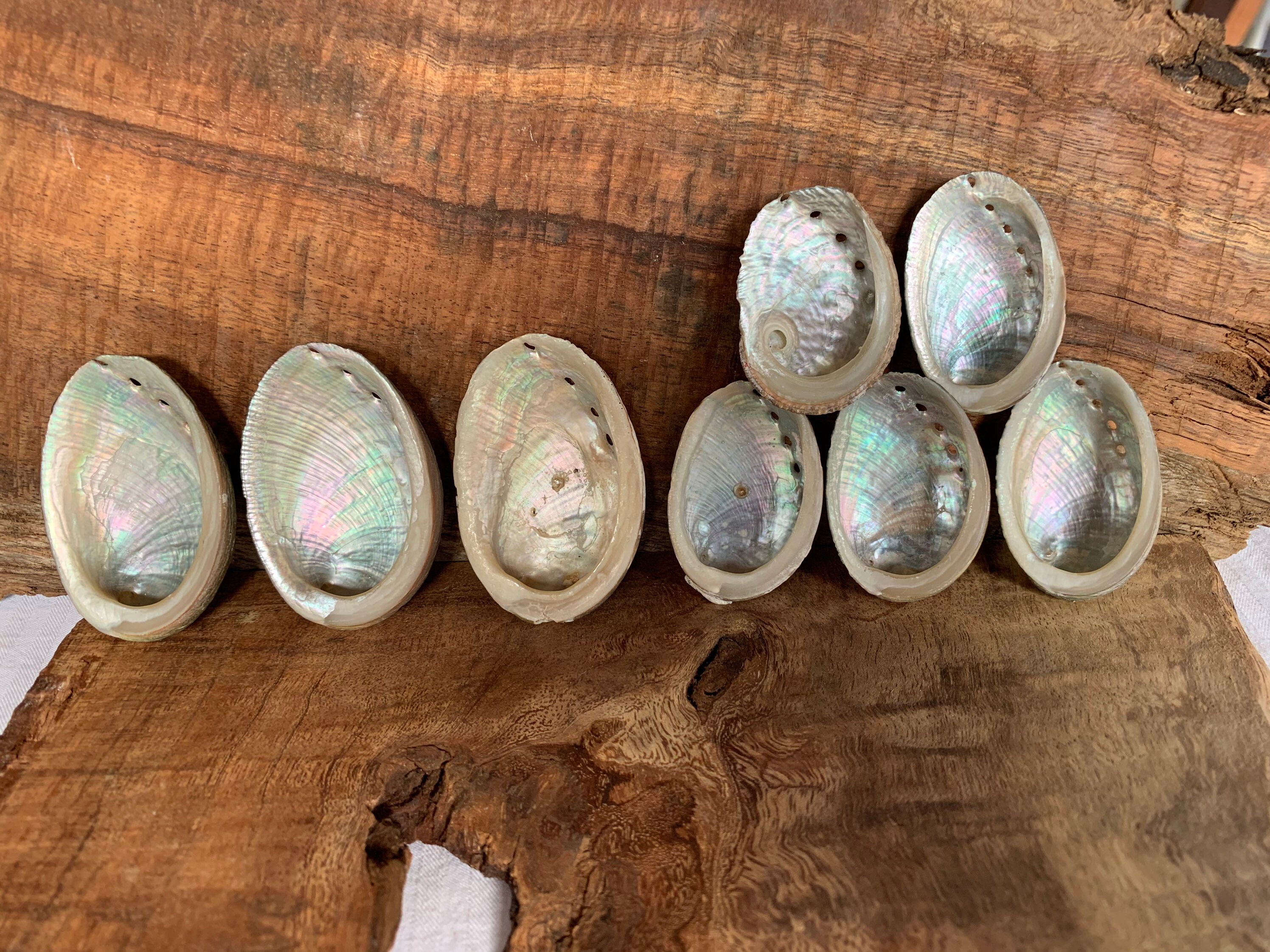 Abalone Shells Mother of Pearl Nacre | Etsy
