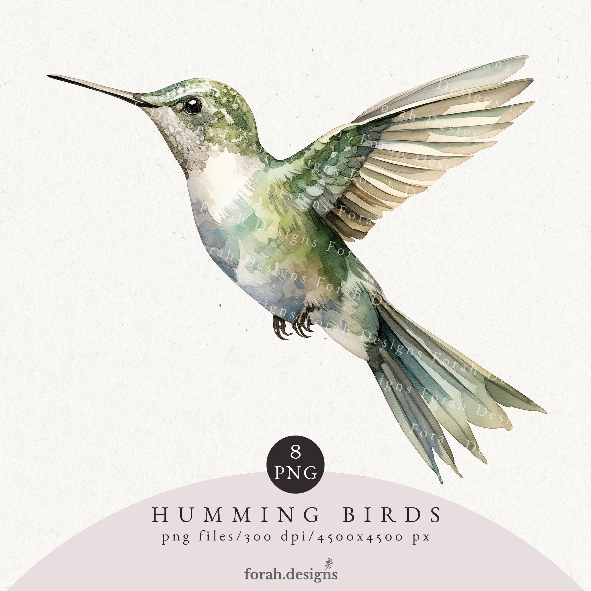 8 Watercolor Hummingbird Clipart, PNG Files, Watercolor Birds Clipart ...