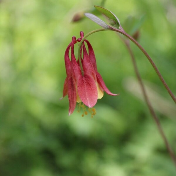 Red Columbine - Etsy
