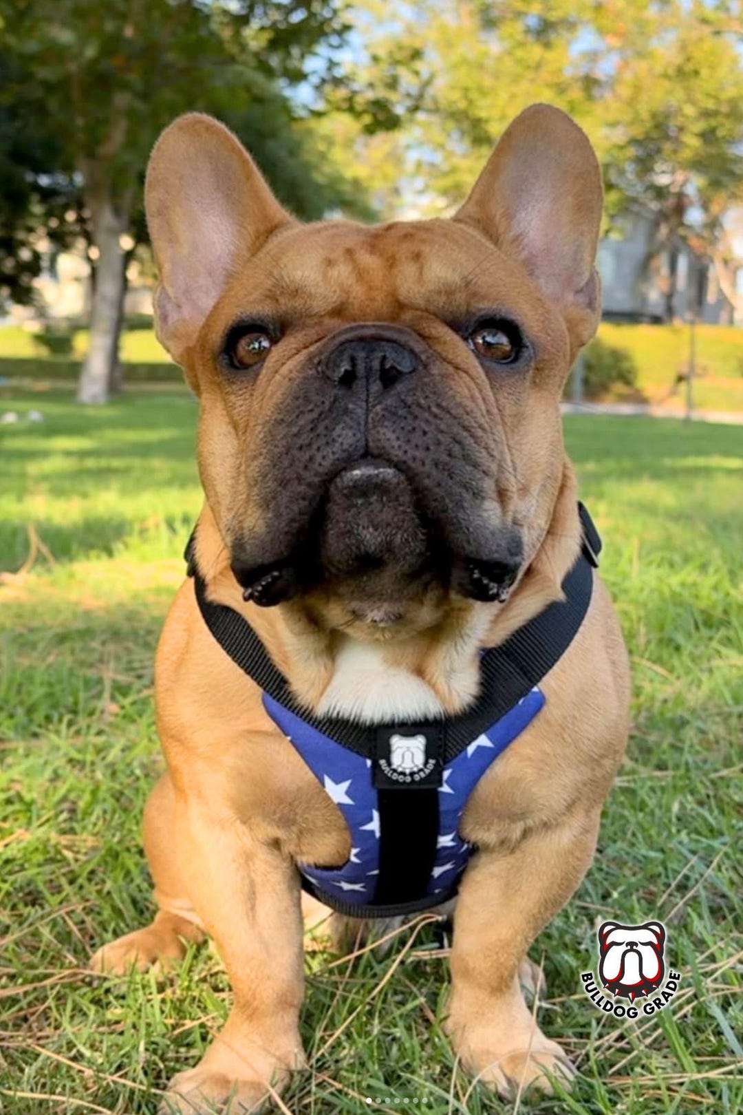 French Bulldog Harness – Reflective, Escape-proof, No-pull Fit for ...