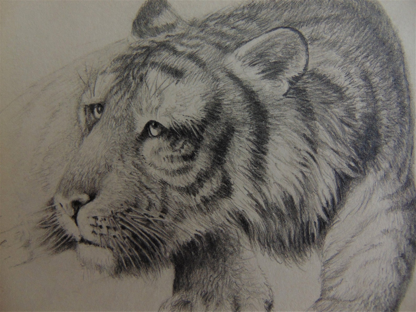 TIGER ORIGINAL ARTWORK Vintage Graphite Wildlife Drawing by Chinese ...