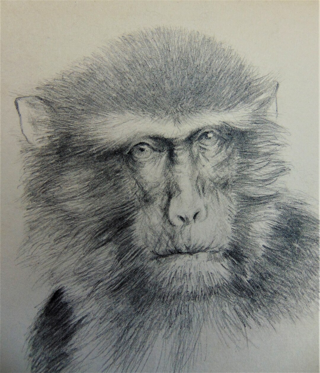 MACAQUE MONKEY ORIGINAL Vintage Graphite Pencil Drawing by Chinese ...