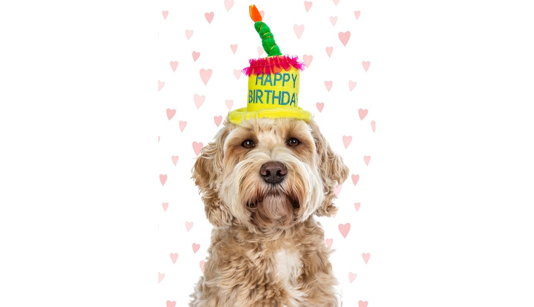 Happy Birthday Cockapoo Birthday Hat Candle Dog Greeting Card - Etsy