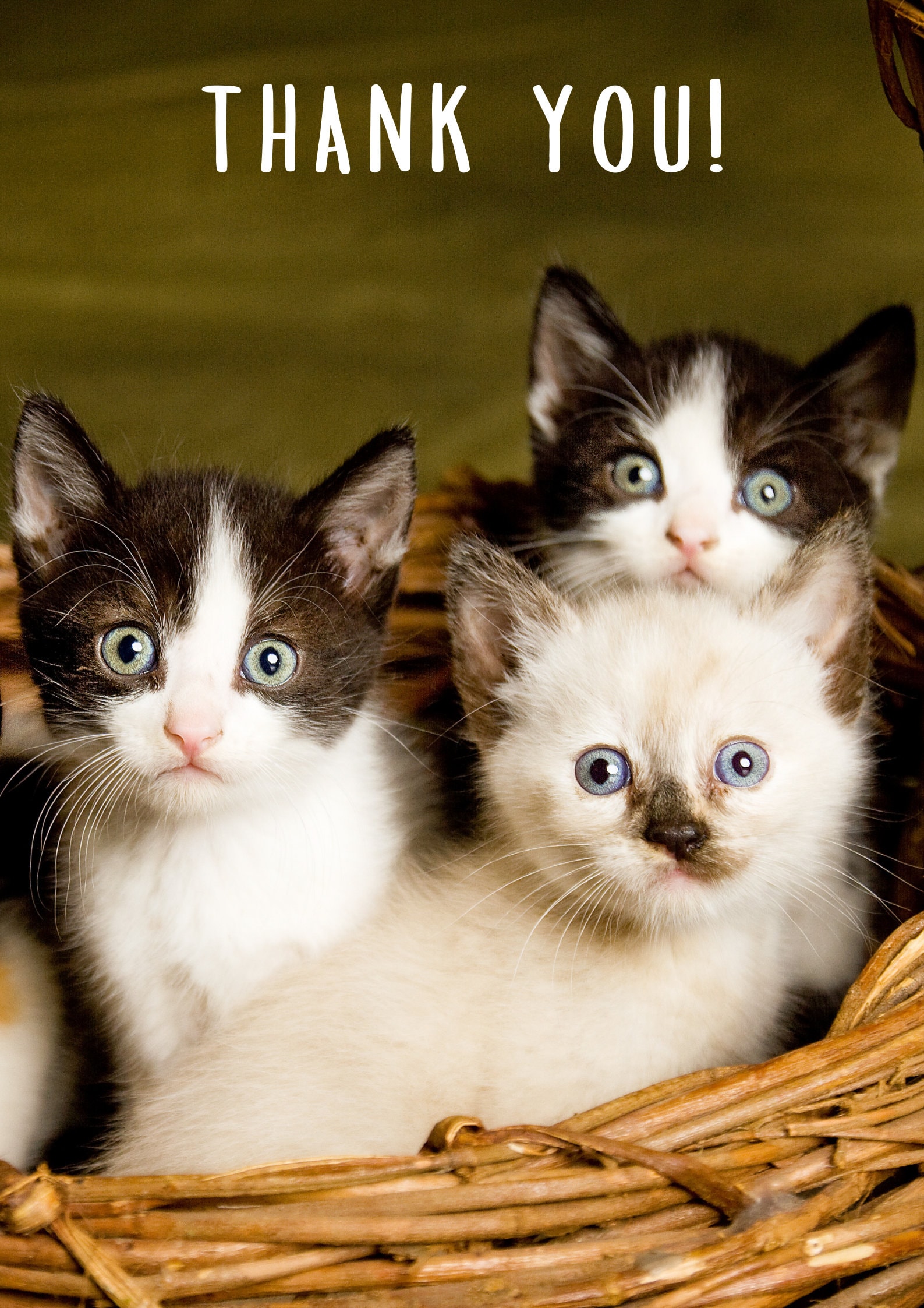 Smitten Kittens Thank You Greeting Card Cute Cats - Etsy