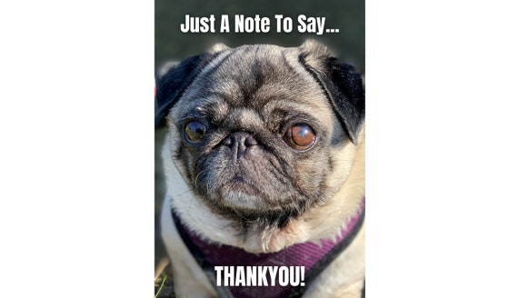 Thank You Meme Dog