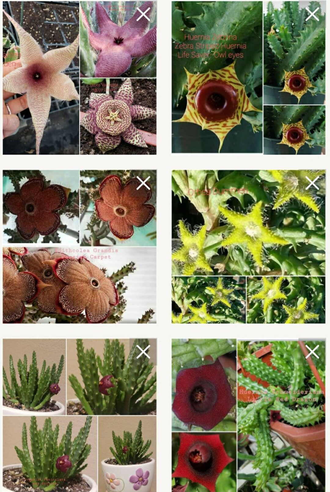 Stapelia Gigantea-grandiflora-scitula - Etsy