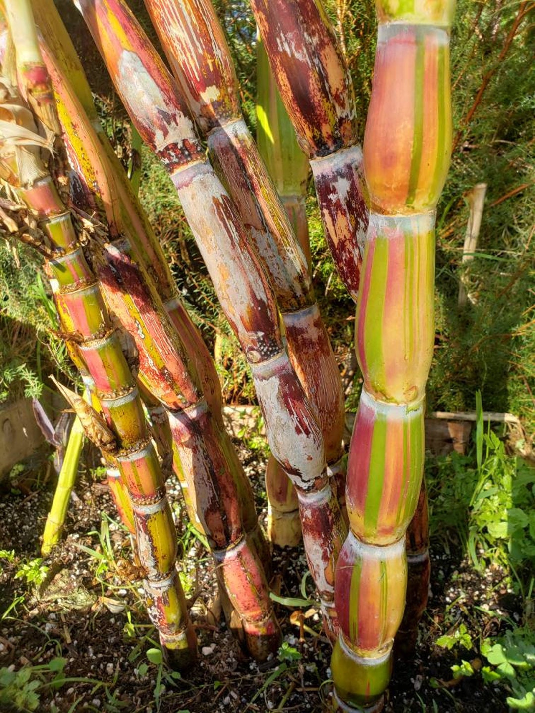 Hilo Buddha Variegated Sugar Cane Rare - Etsy