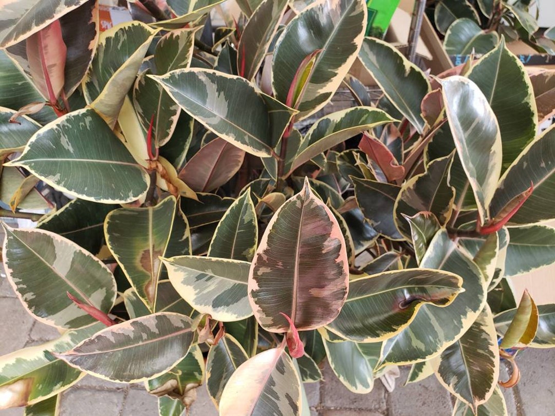 Ficus Elastica tineke Robber Tree Plant Variegated - Etsy