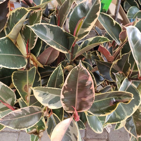 Ficus Elastica "tineke" - Etsy