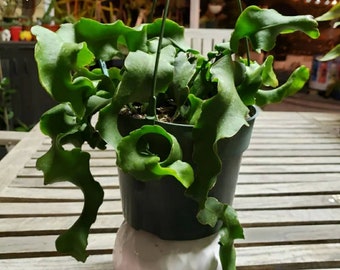 Curly Orchid Cactus - Etsy