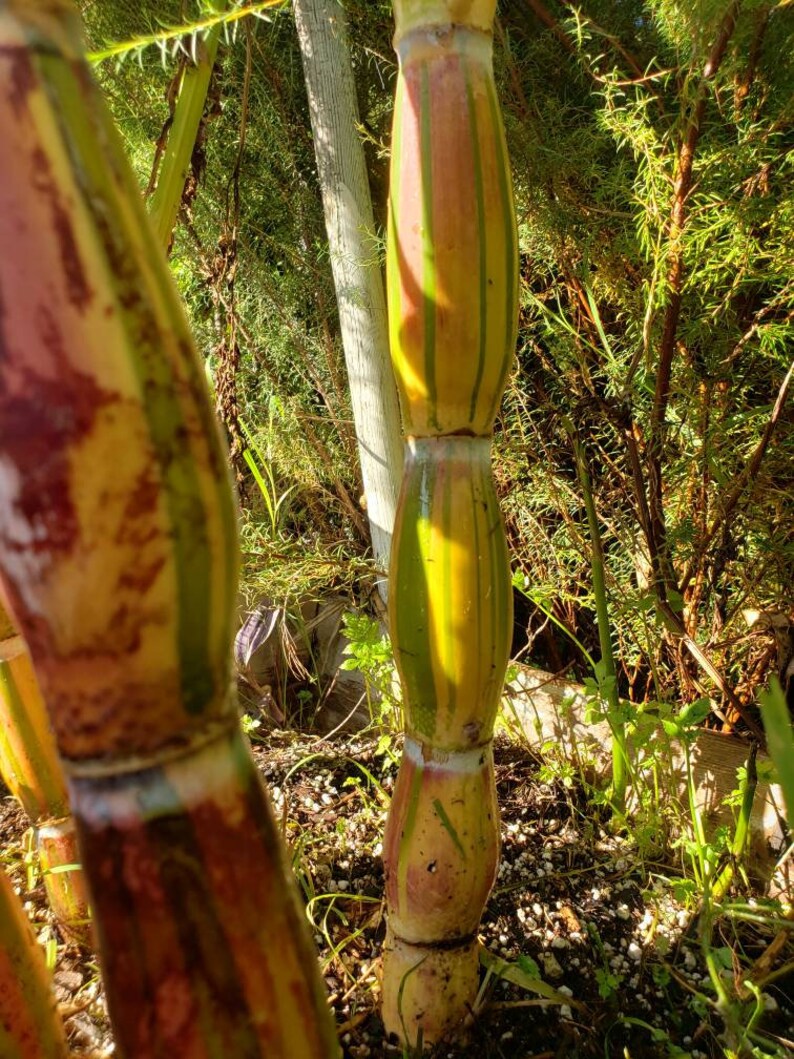 Hilo Buddha Variegated Sugar Cane Rare - Etsy
