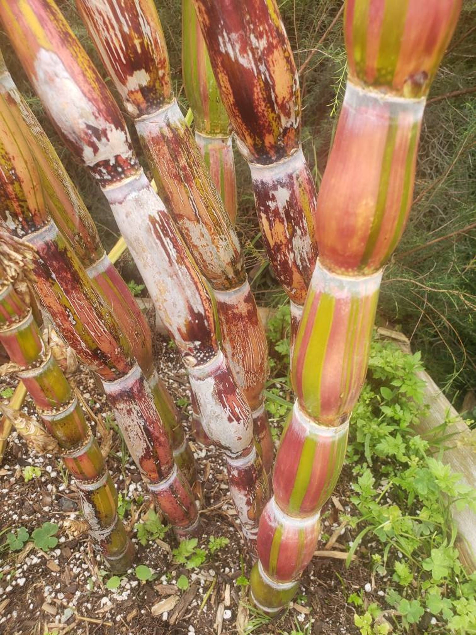 Hilo Buddha Variegated Sugar Cane Rare - Etsy