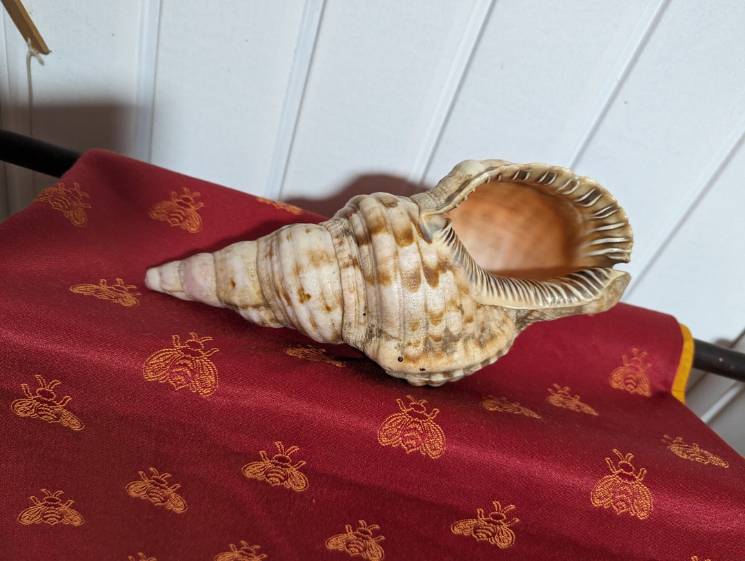 Vintage Large Conch Sea Shell, Large Vintage Trumpet Shells, Sea Shells ...