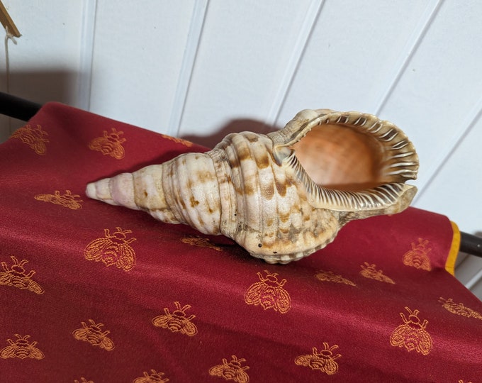Vintage Large Conch Sea Shell, Large Vintage Trumpet Shells, Sea Shells ...