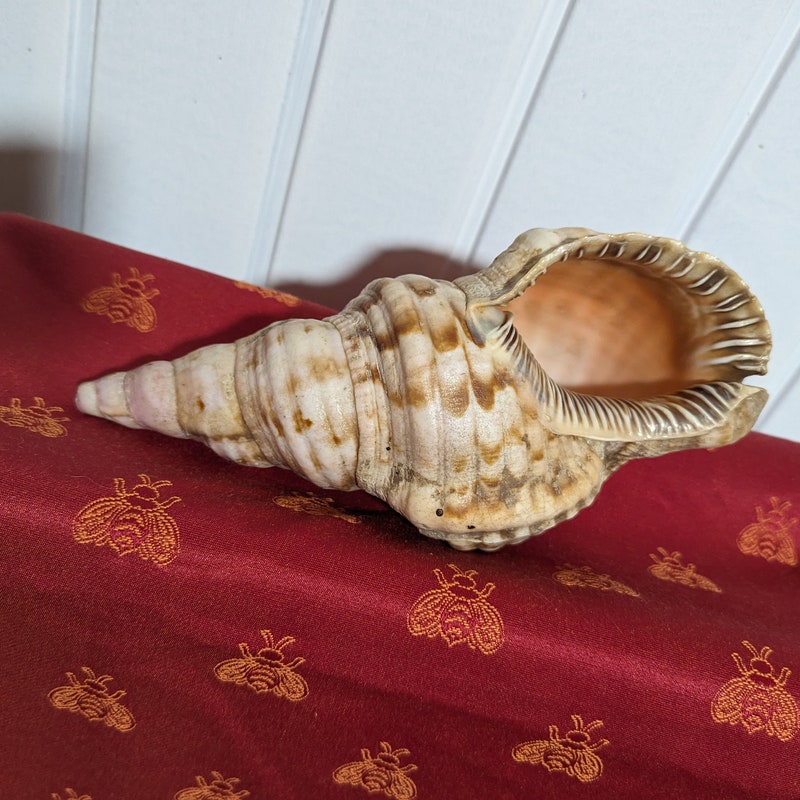 Large Shells - Etsy