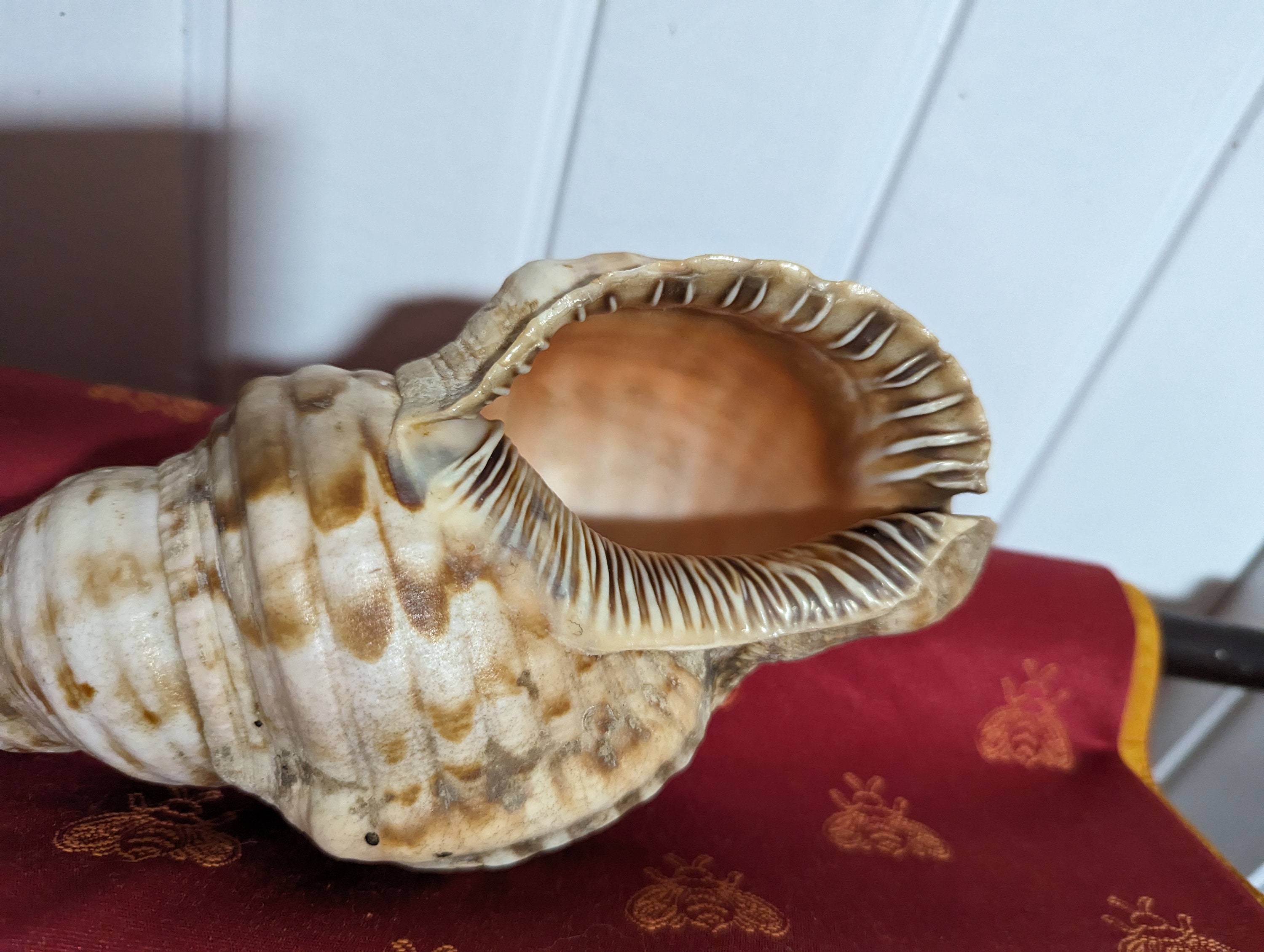 Vintage Large Conch Sea Shell, Large Vintage Trumpet Shells, Sea Shells ...