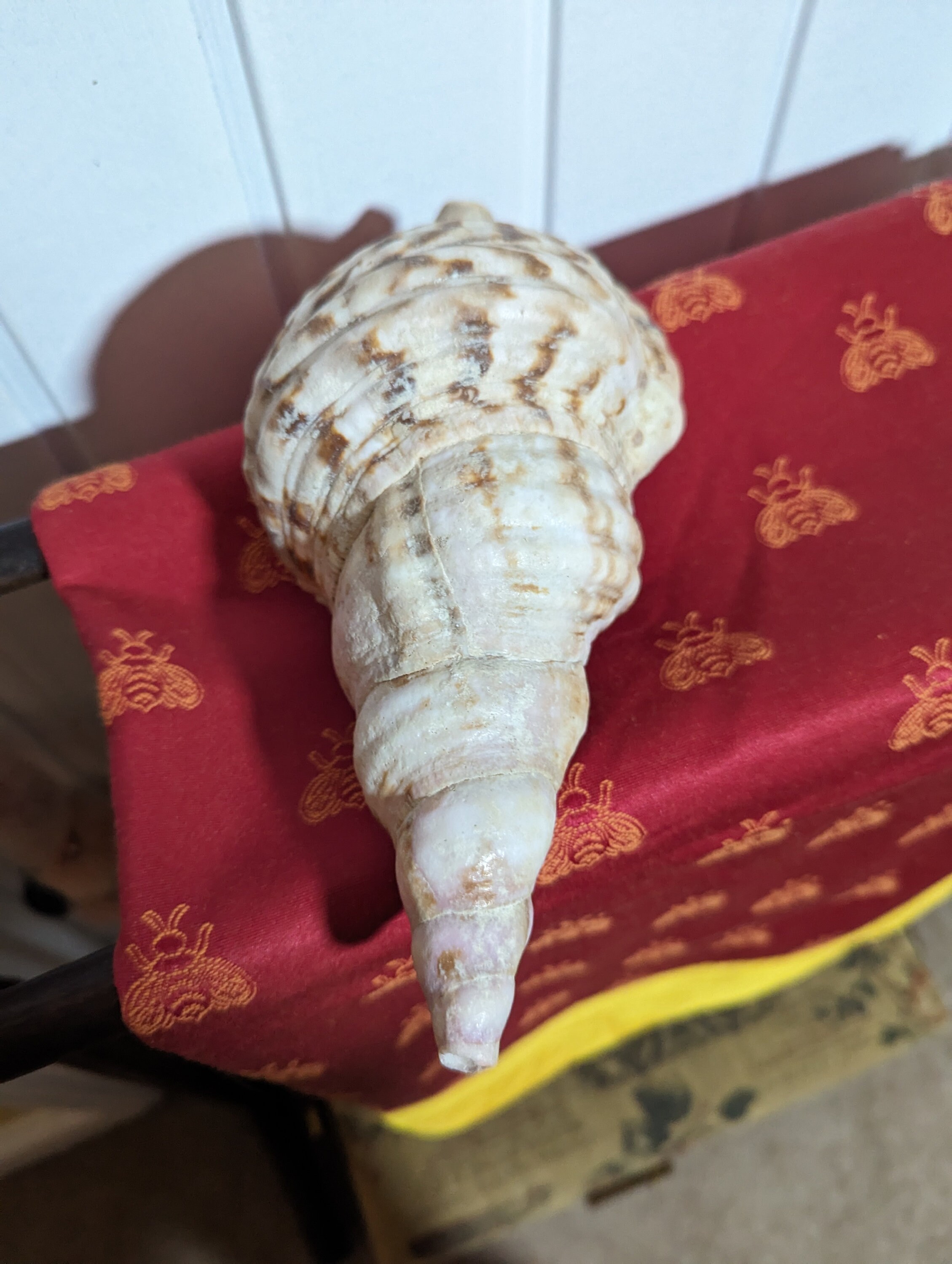 Vintage Large Conch Sea Shell, Large Vintage Trumpet Shells, Sea Shells ...