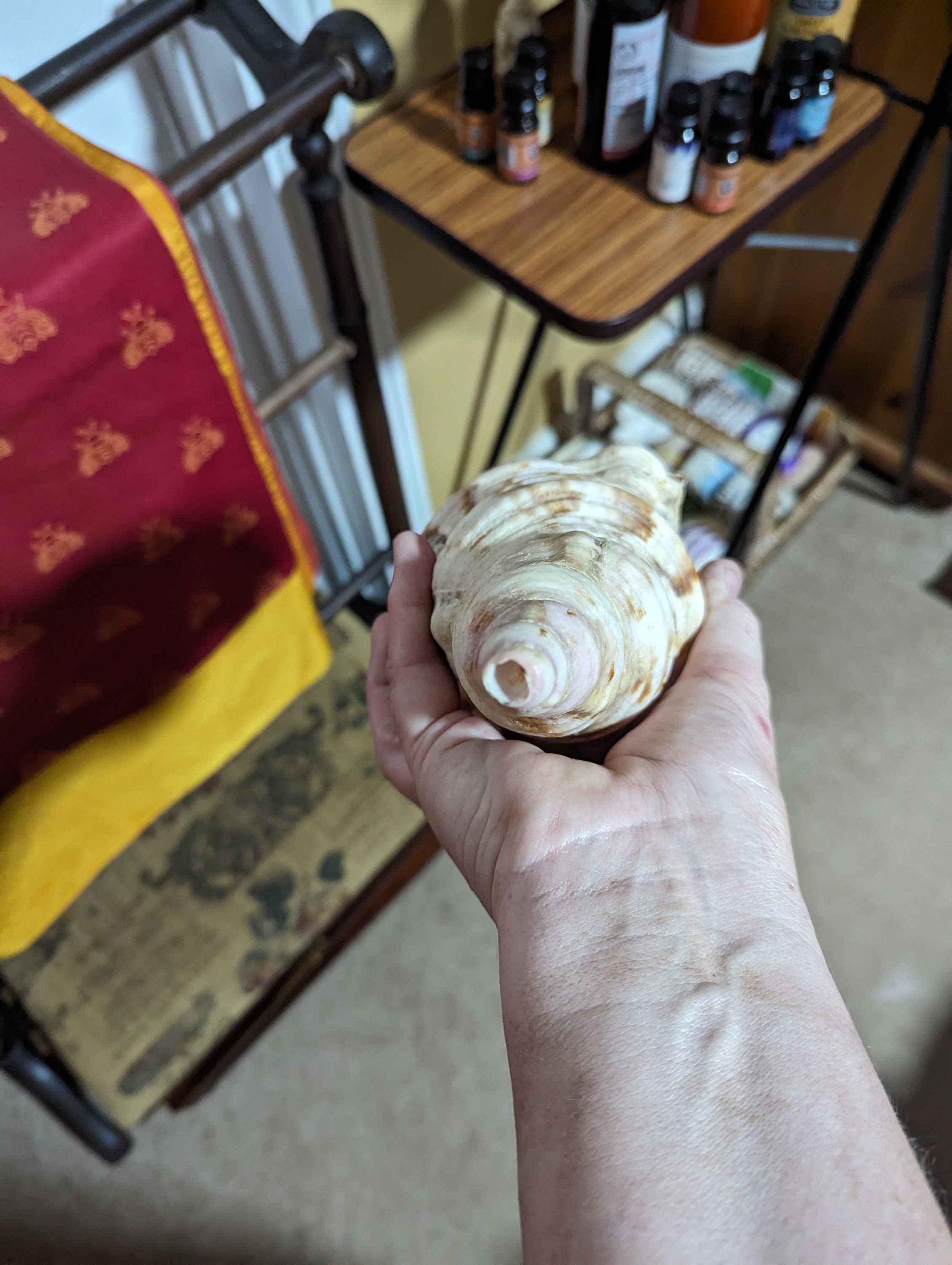 Vintage Large Conch Sea Shell, Large Vintage Trumpet Shells, Sea Shells ...