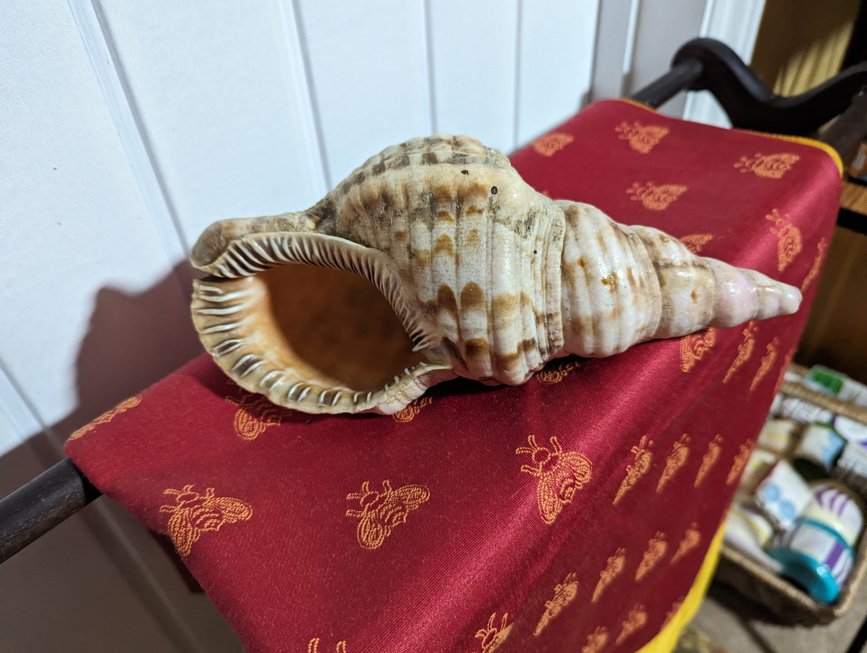 Vintage Large Conch Sea Shell, Large Vintage Trumpet Shells, Sea Shells ...