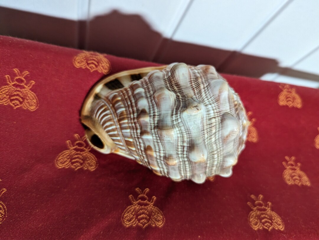 Large Bullsmouth Helmet Conch Shell - Etsy