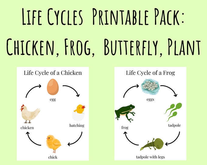 Life Cycles Printable Pack - Etsy