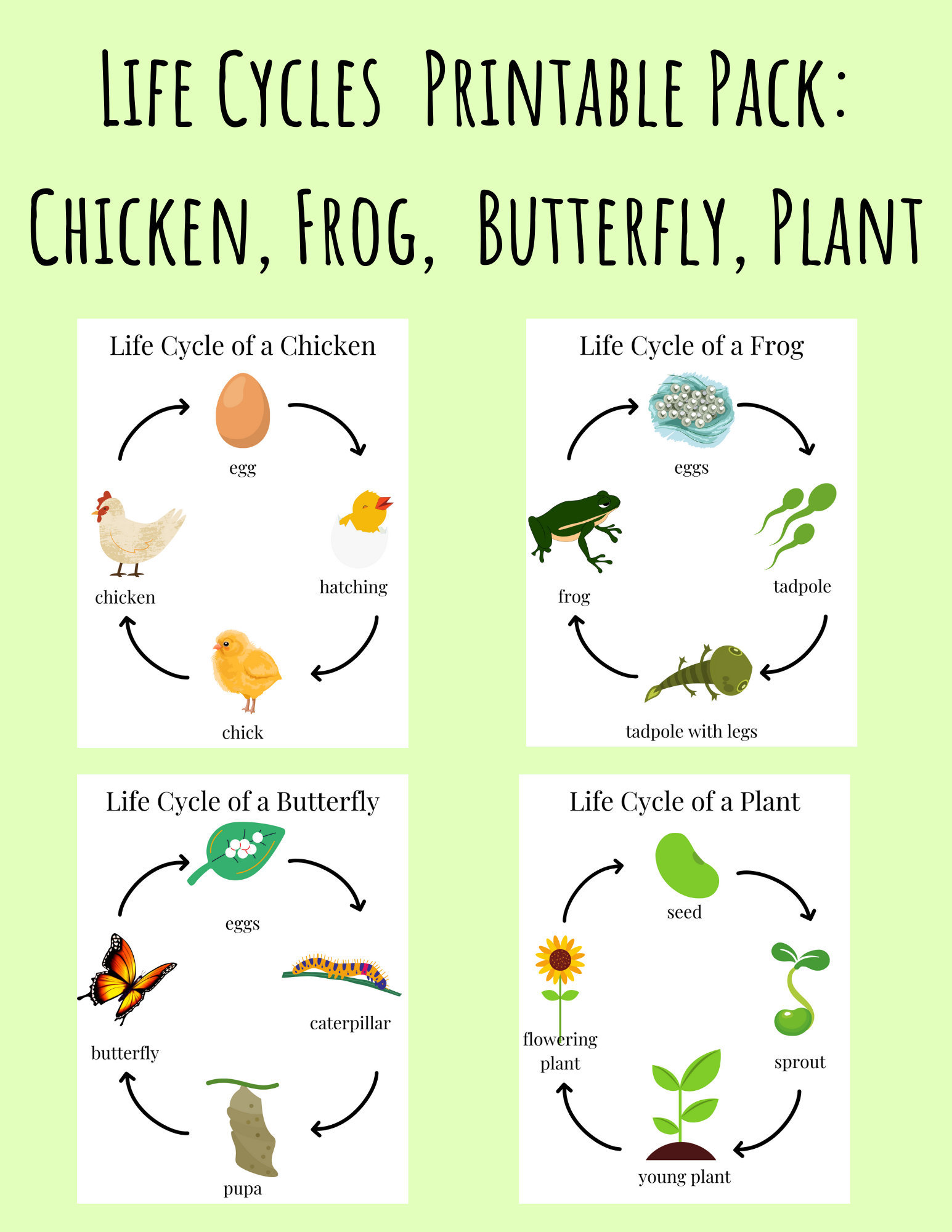 Life Cycles Printable Pack - Etsy