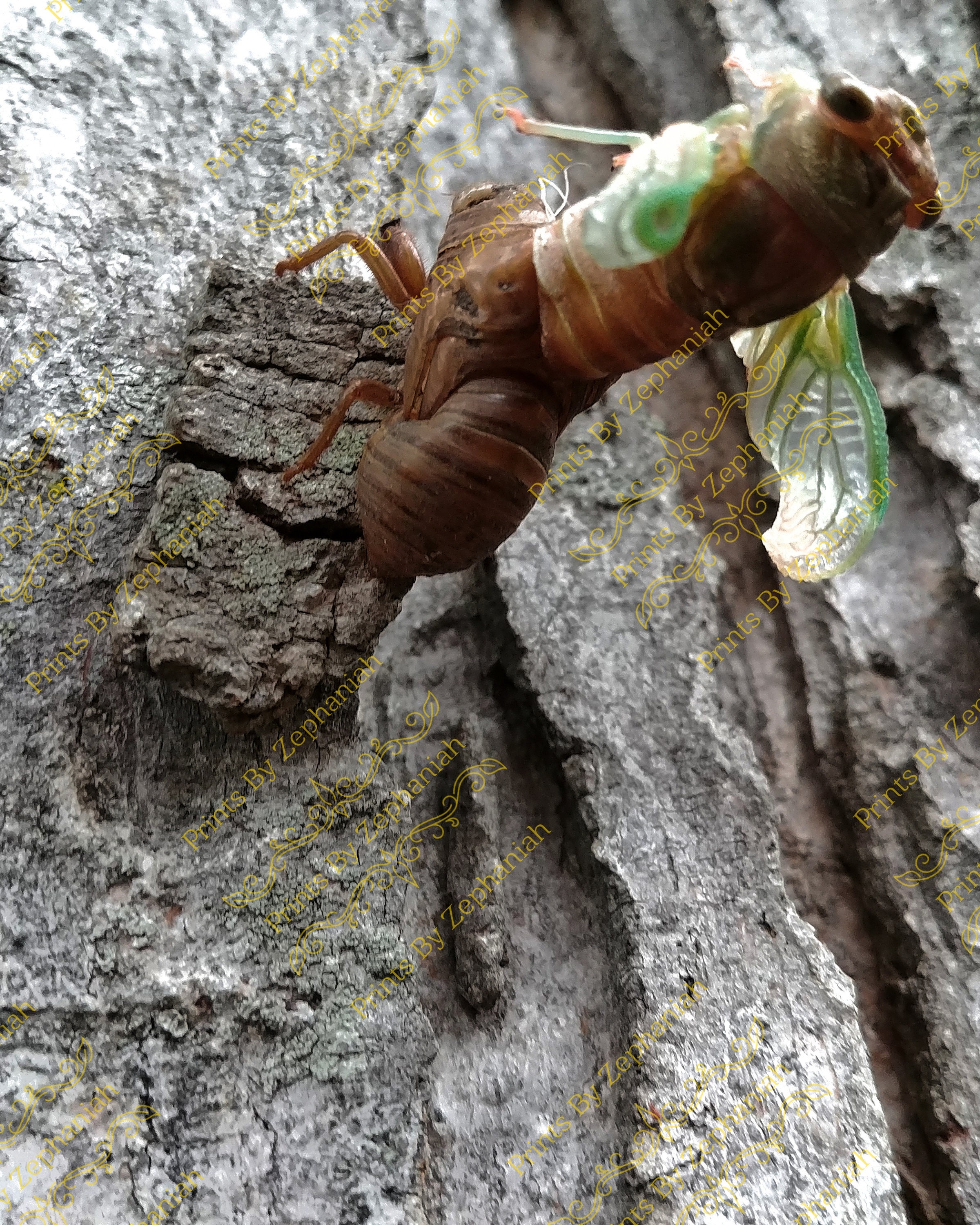 Cicada Hatchling - Etsy