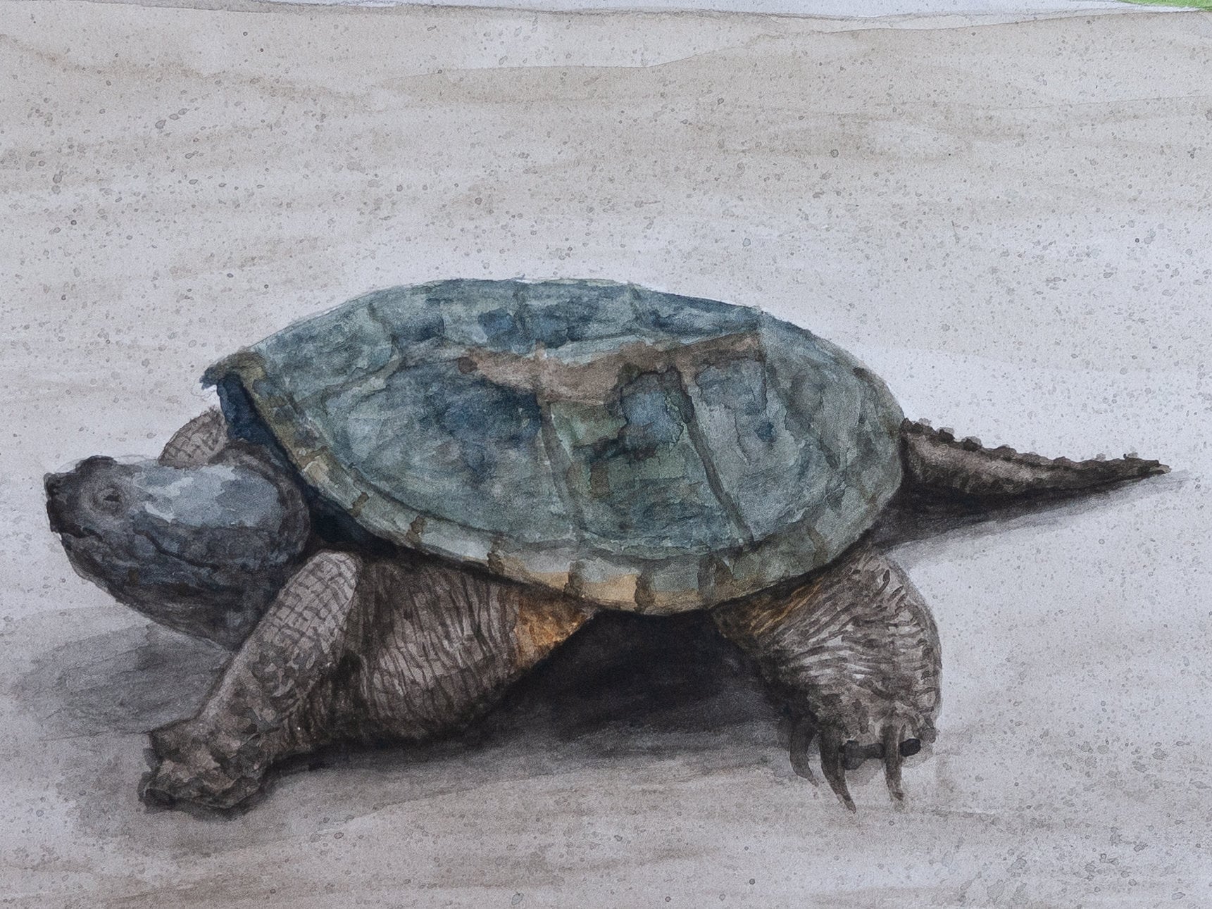 Snapping Turtle Watercolor Painting - Etsy