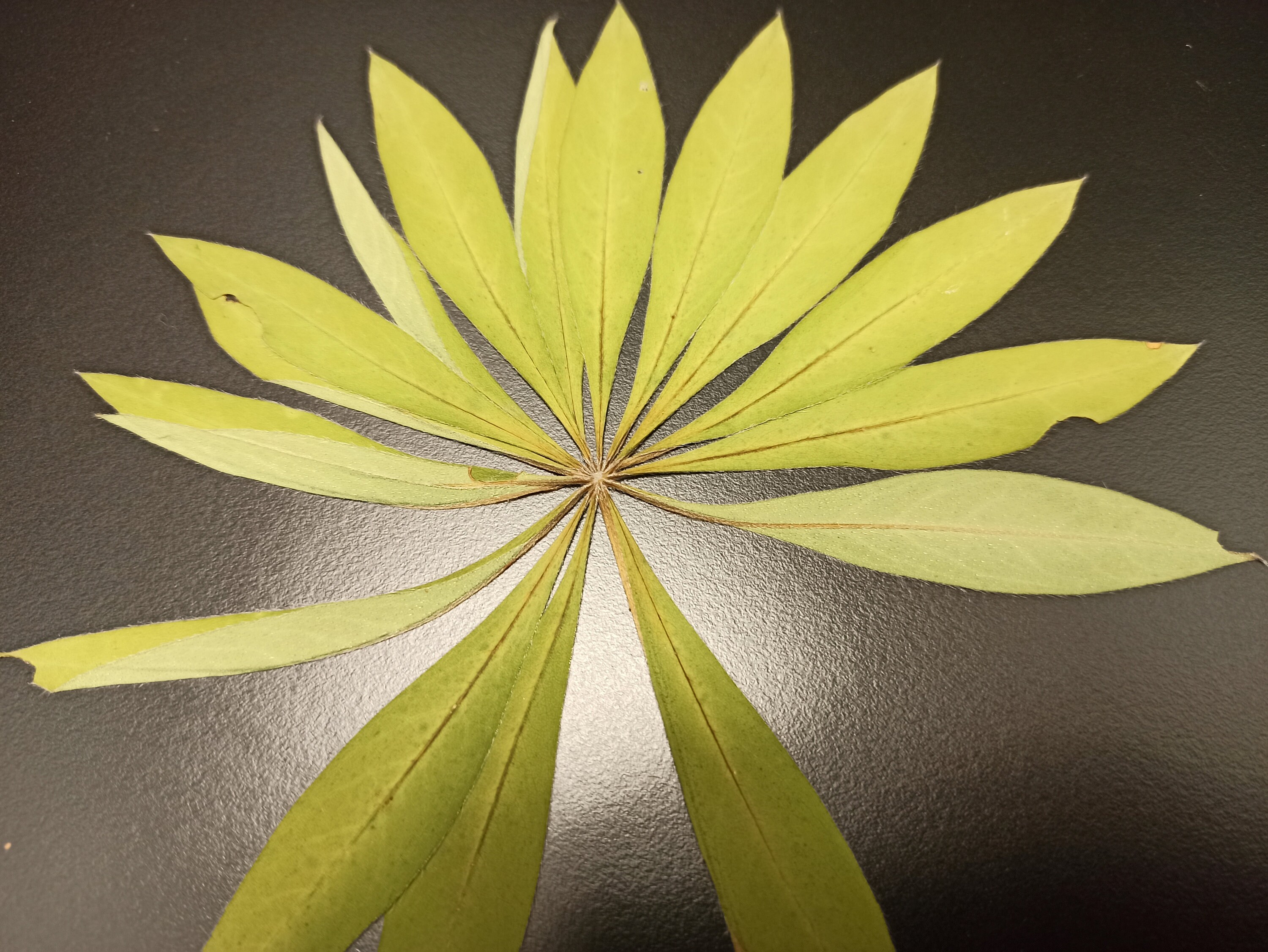 Pressed Lupin Leaf Dried Lupinus Leaves Pressed Lupine - Etsy