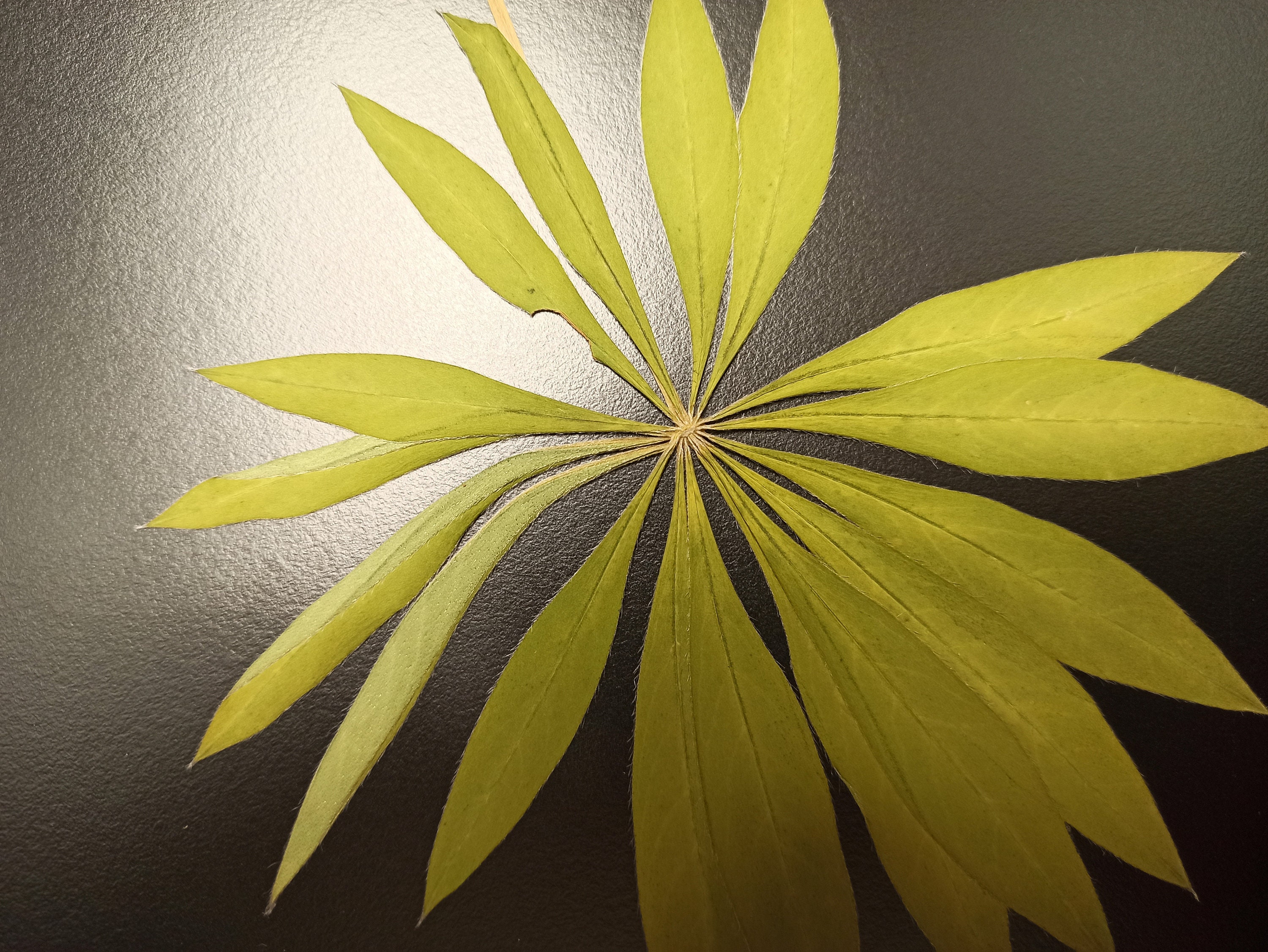 Pressed Lupin Leaf Dried Lupinus Leaves Pressed Lupine - Etsy