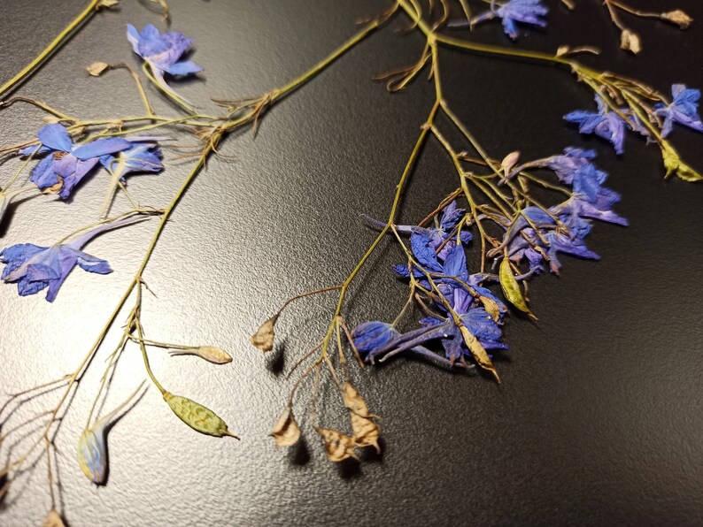 Pressed Blue Flower Pressed Blossoms Pressed Flowers Pressed Blue Dried ...
