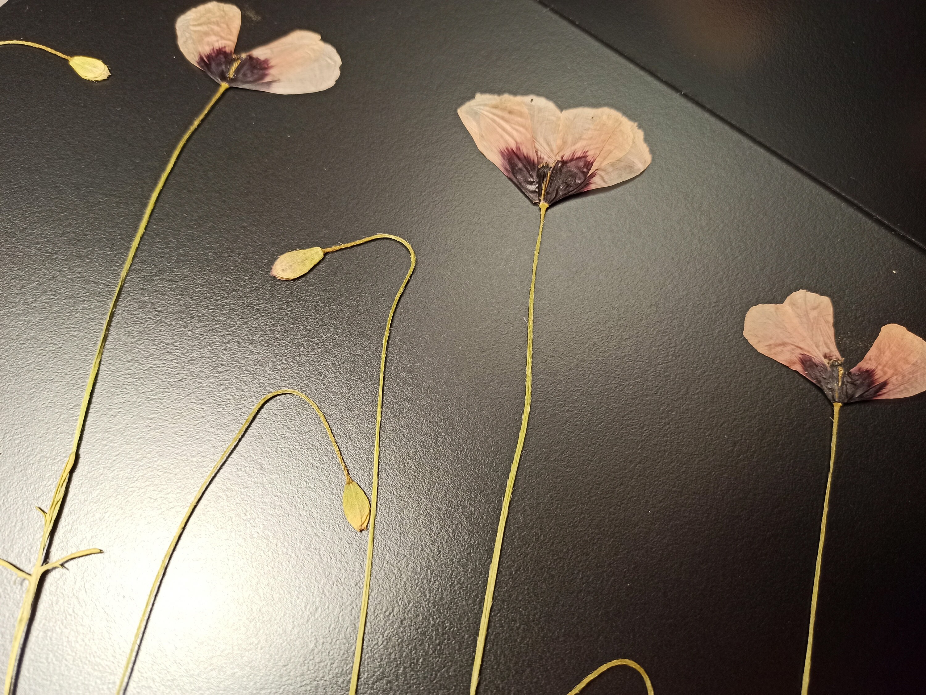 Pressed Poppy Stems Pressed Poppies Flowers Stem Dried Poppy Flower ...