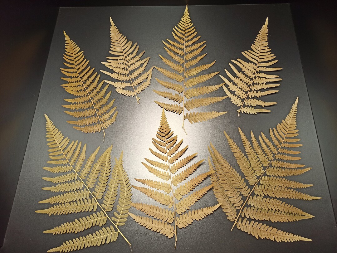 Autumn Fern, Fern Leaf, Brown Fern Decor, Pressed Ferns, Real Fern ...