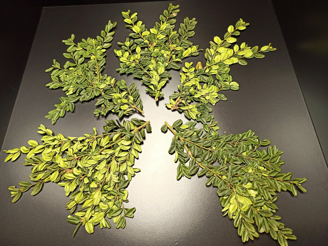Pressed Boxwood Branch, Dried Box Leaves, Herbarium DIY, Pressed ...