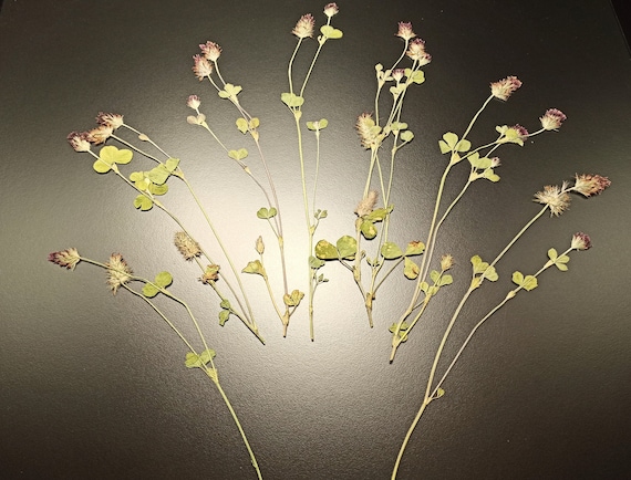 Pressed Red Clover Stems Herbarium DIY Flowers Clover Flowers - Etsy
