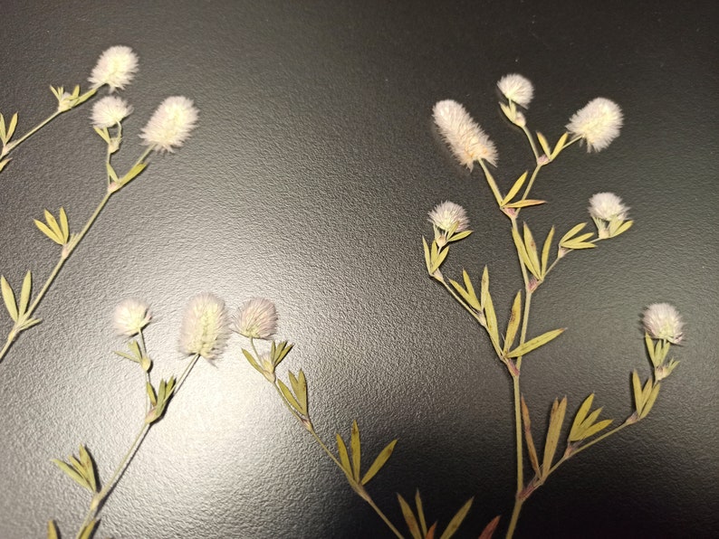 Pressed Wild Bunny Tails Herbarium DIY Flowers Bunny Tails Stems With ...