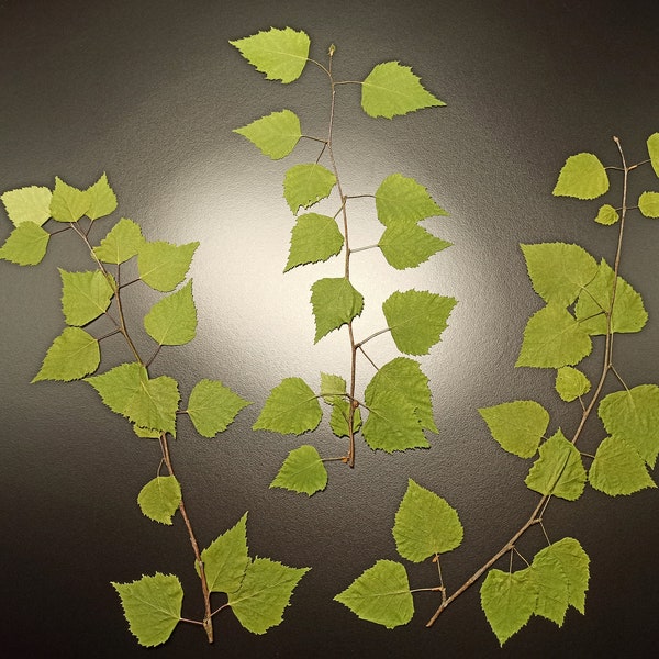Birch Branches - Etsy