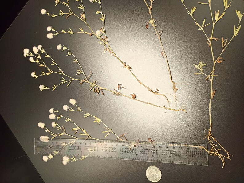 Pressed Wild Bunny Tails Herbarium DIY Flowers Bunny Tails Stems With ...