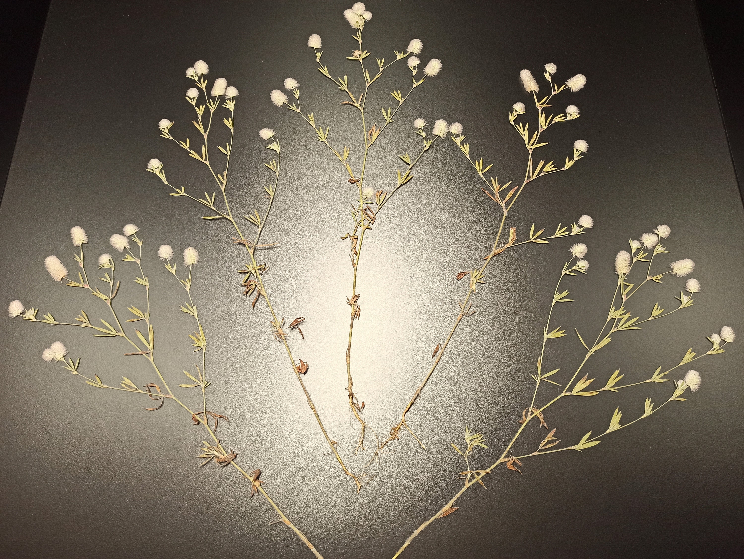 Pressed Wild Bunny Tails Herbarium DIY Flowers Bunny Tails Stems With ...