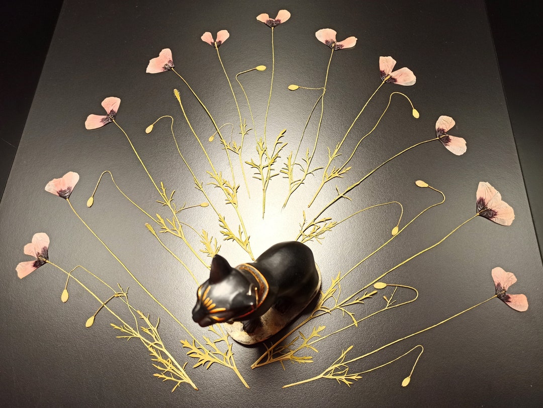 Pressed Poppy Stems Pressed Poppies Flowers Stem Dried Poppy Flower ...