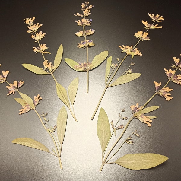 Dried Pressed Flowers - Etsy