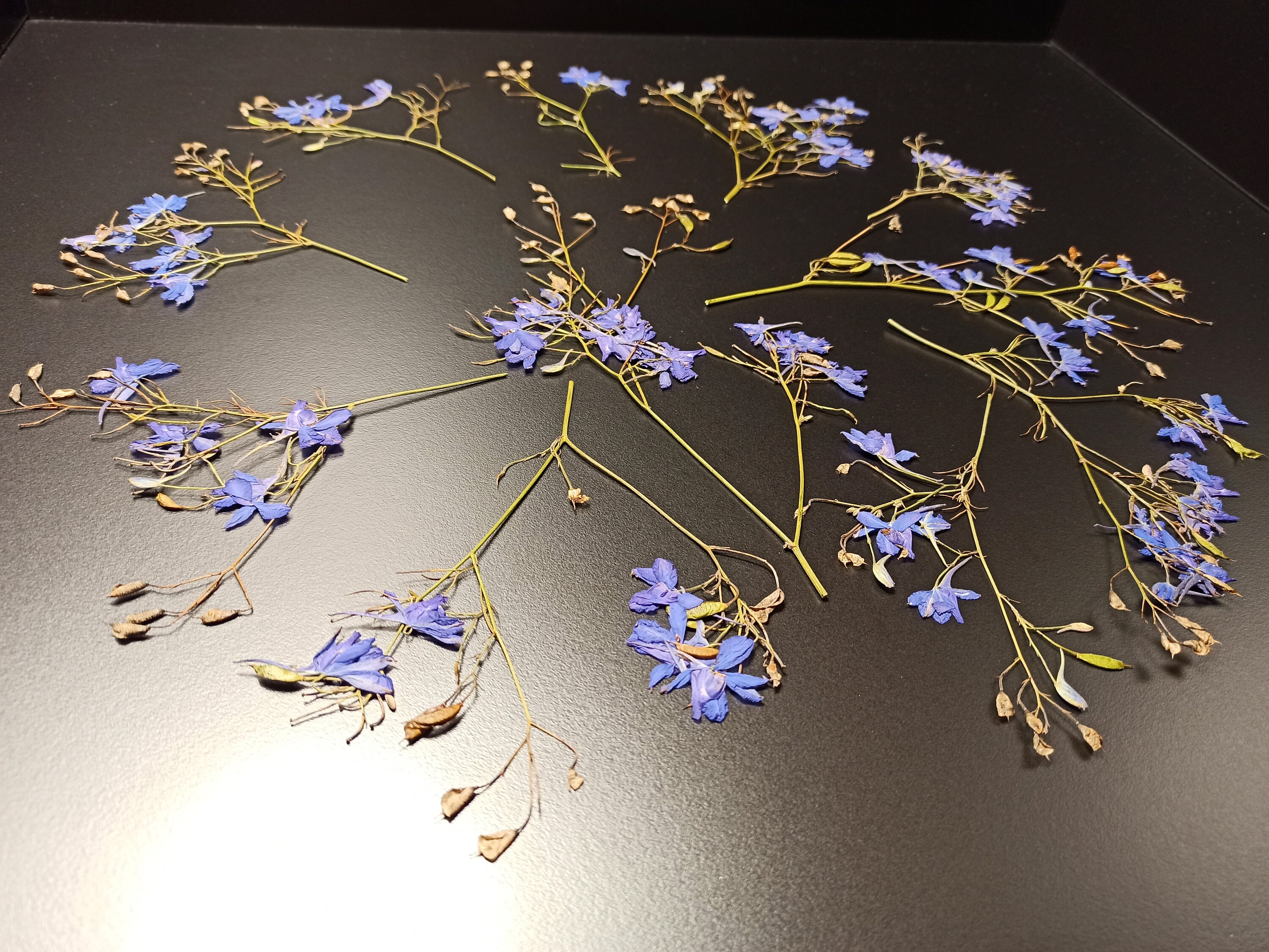 Pressed Blue Flower Pressed Blossoms Pressed Flowers Pressed Blue Dried ...