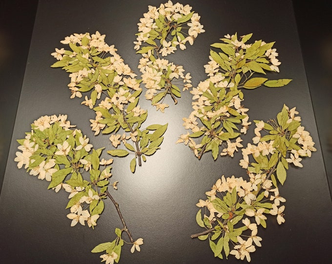 Pressed Flowers, Preserved Branches, Dried White Flowers, Dried Apples ...